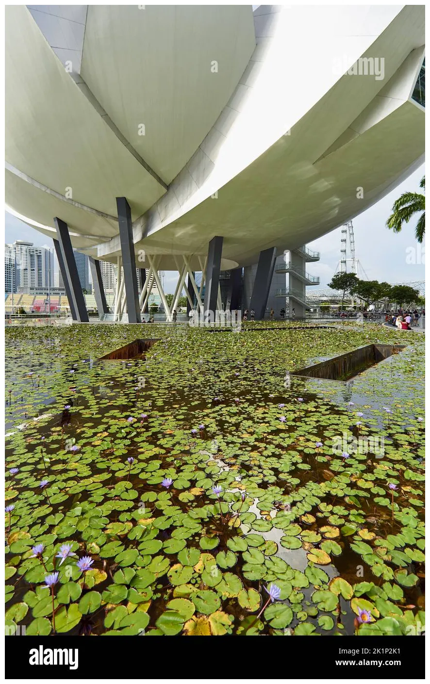 Must-Visit: ArtScience Museum lotus shape building lily pond in ...