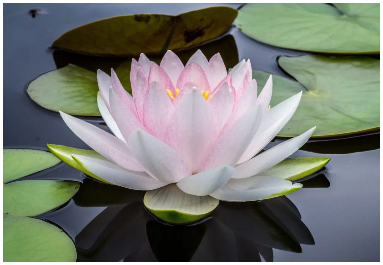 Hidden Gems: Flower market lotus bunches pink white Travel Photography