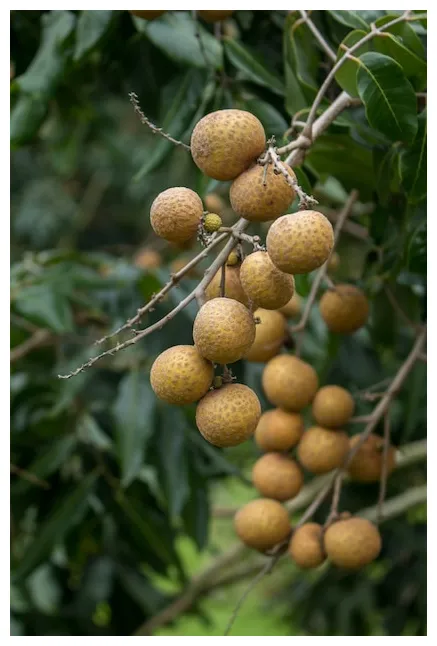 Must-Visit: Longan fruit bunches sweet translucent flesh in Southeast Asia
