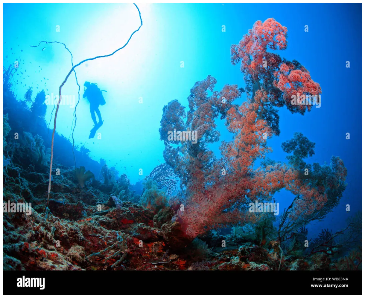 Hidden Gems: Pescador Island marine park coral garden diving Cebu ...