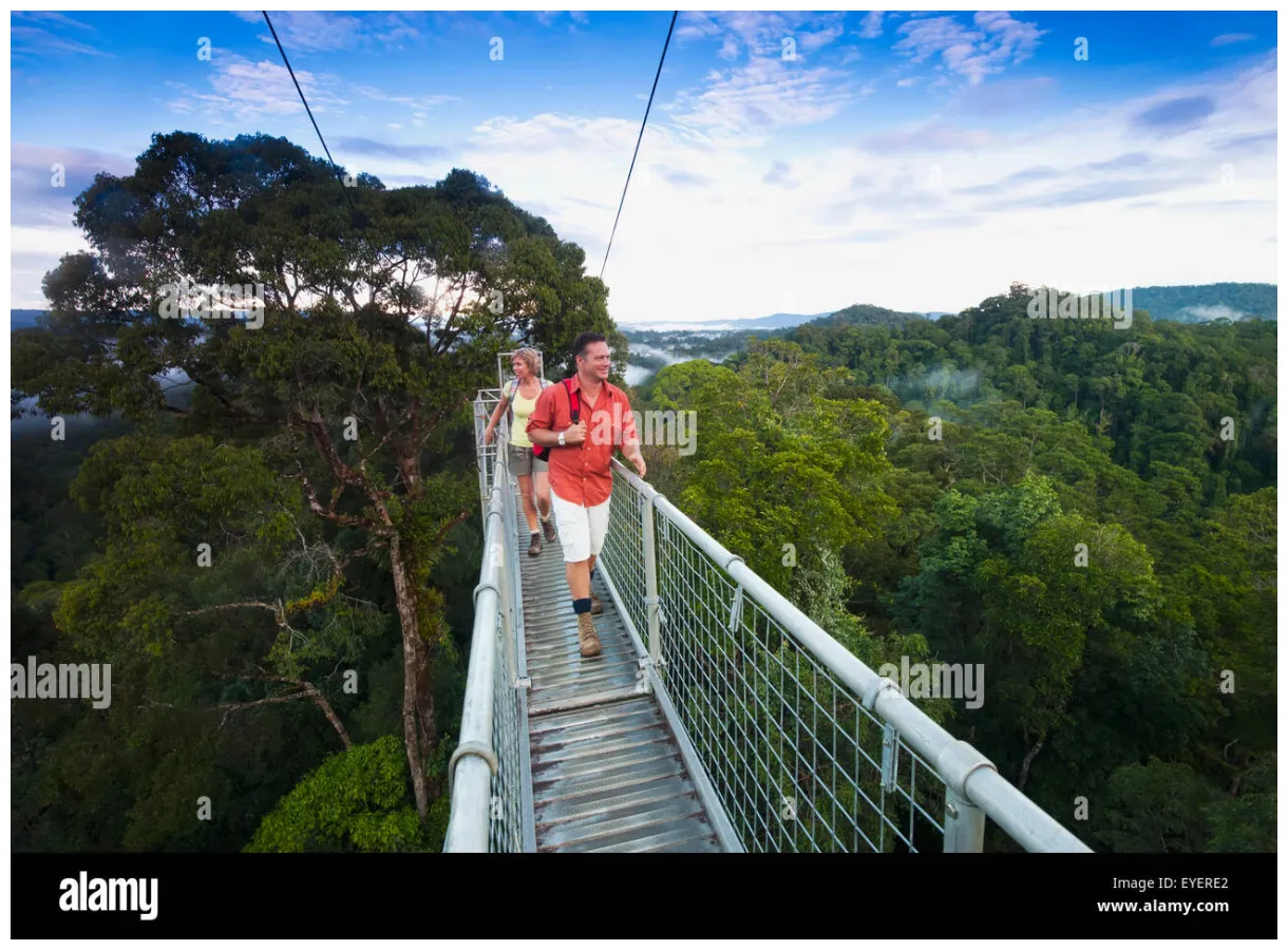 Ulu Temburong National Park canopy walk rainforest view - Ultimate ...