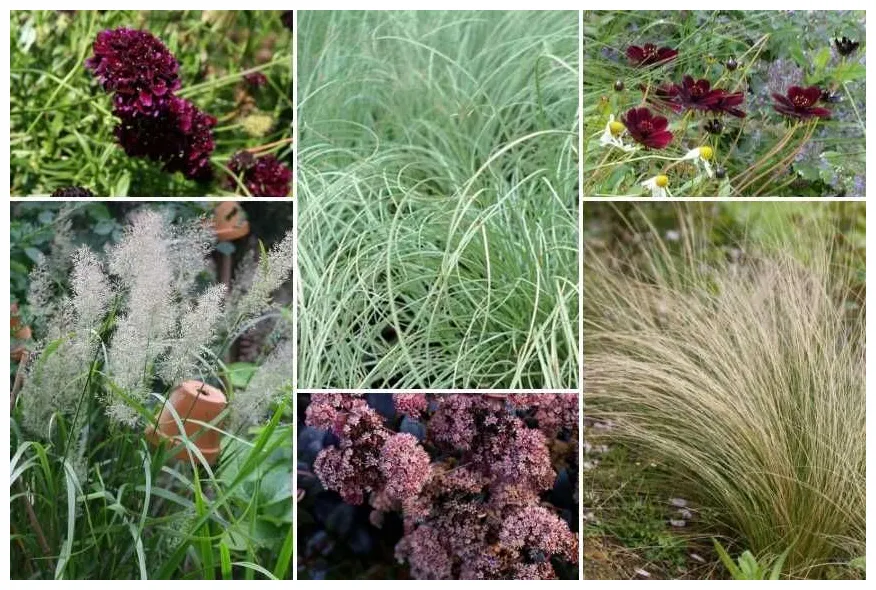 Inspiration Paysagiste : Plan massif fleurs sol humide Belgique