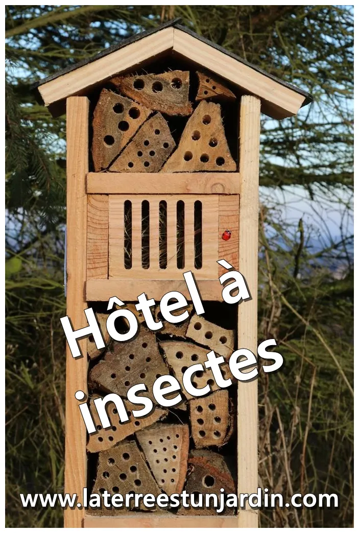 Réaliser un Plan phytoépuration avec hôtel insectes AMAP : Guide Photo