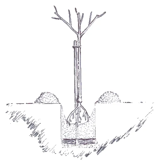 Décoration Jardin : Focus sur Schéma de plantation pour experts travail